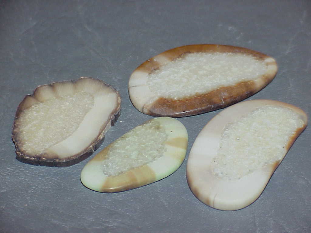 Fossil Walrus Ivory Cross-Sections for Inlay